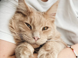 The secret life of cats | Mindahome